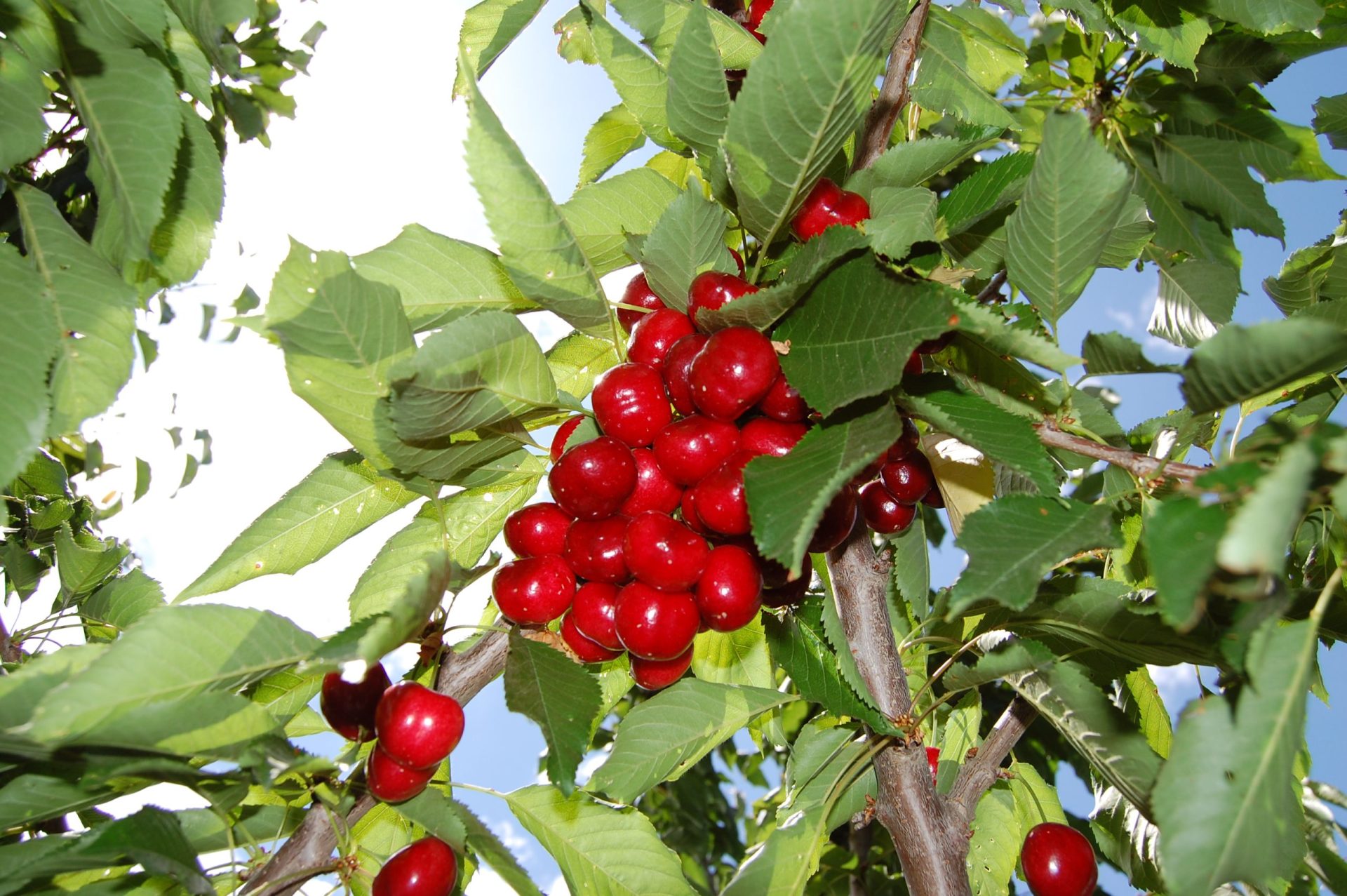 CFFA Supports the Recommendations for the 2023 Farm Bill - California ...